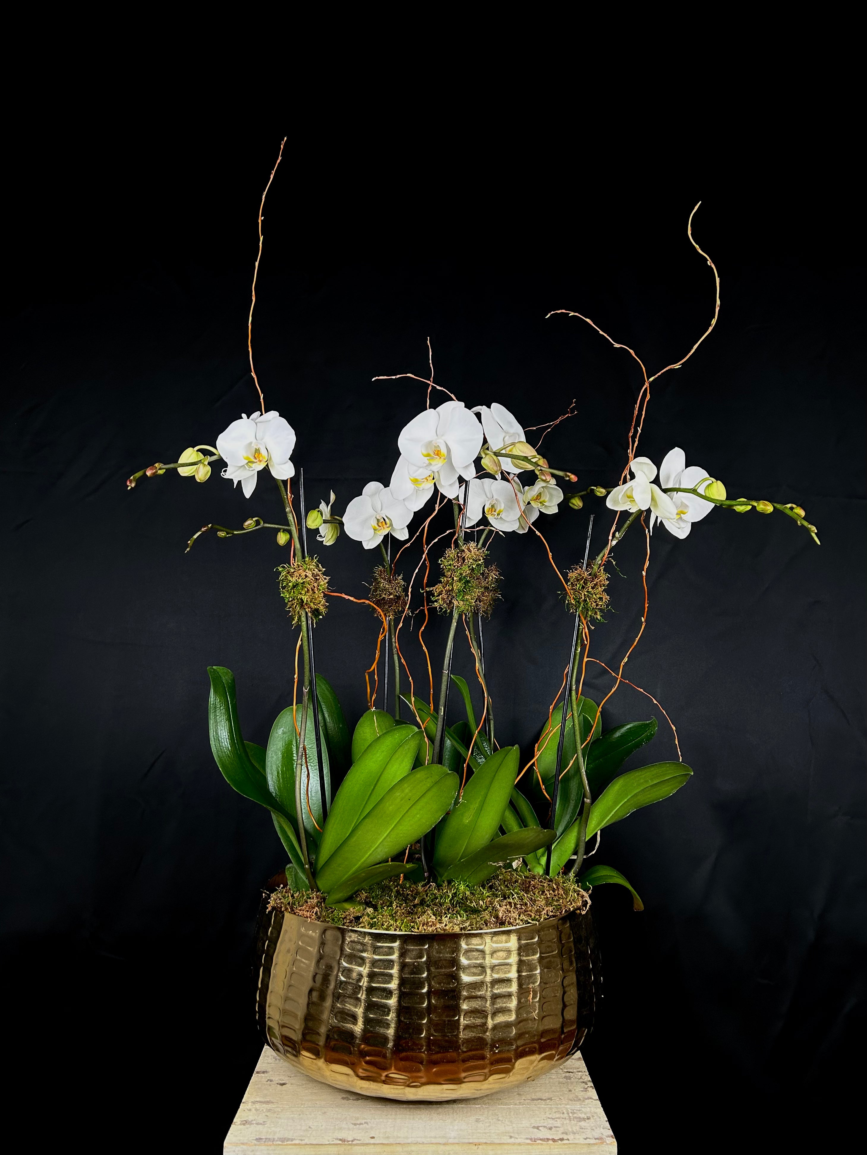 White Angel Garden – Only Orchids